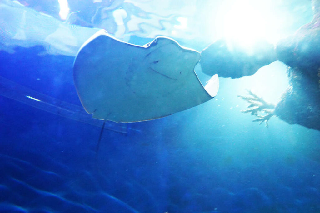 Tipp, nicht nur für einen Regentag auf Malta: Malta National Aquarium