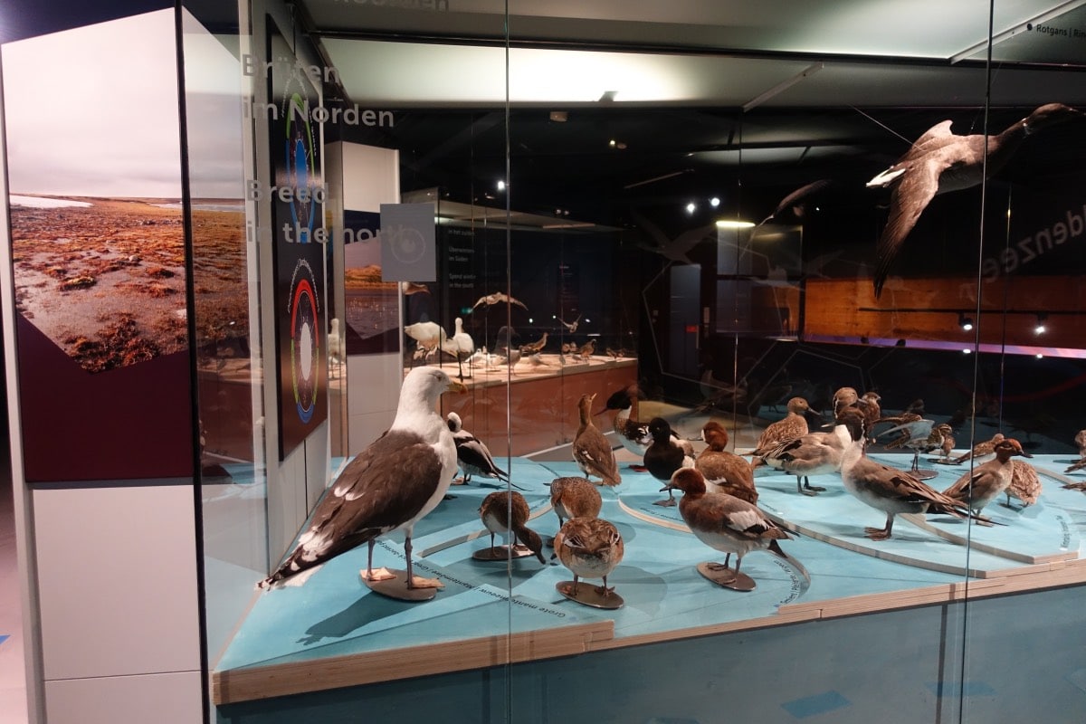 Ecomare Texel - seals, whale skeletons and the Wadden Sea