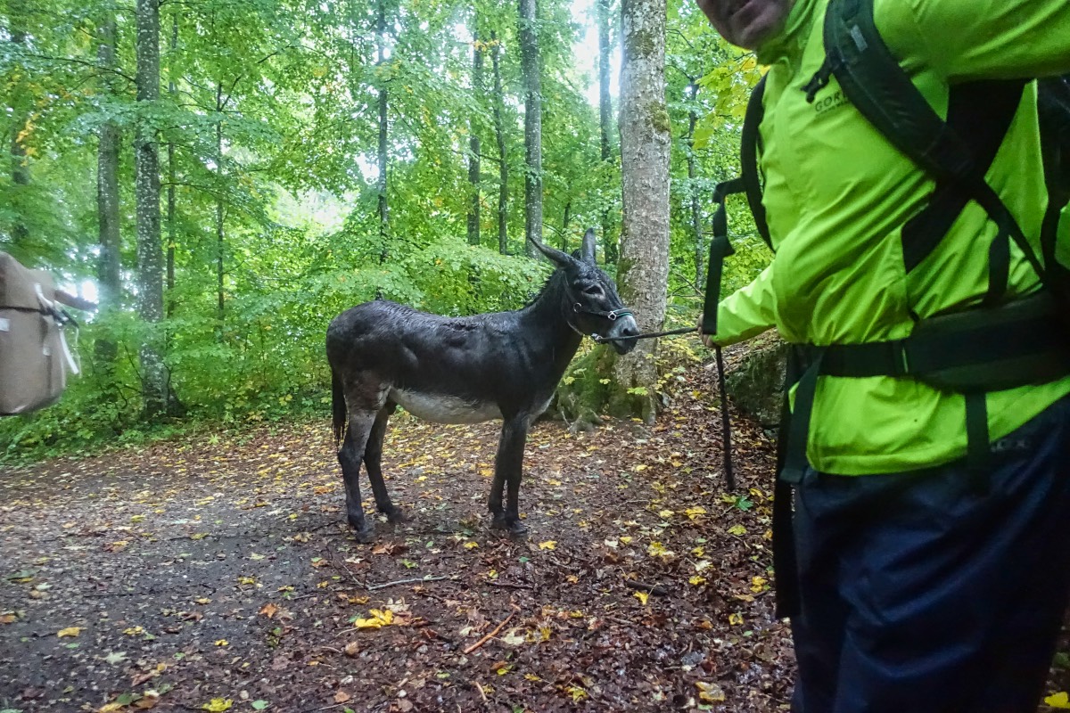 Esel-Wanderung mit den Albeseln