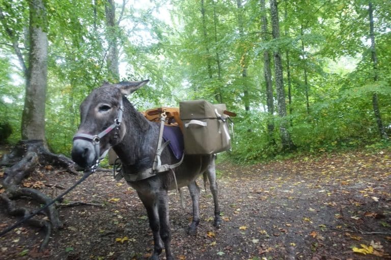 Esel-Wanderung mit den Albeseln